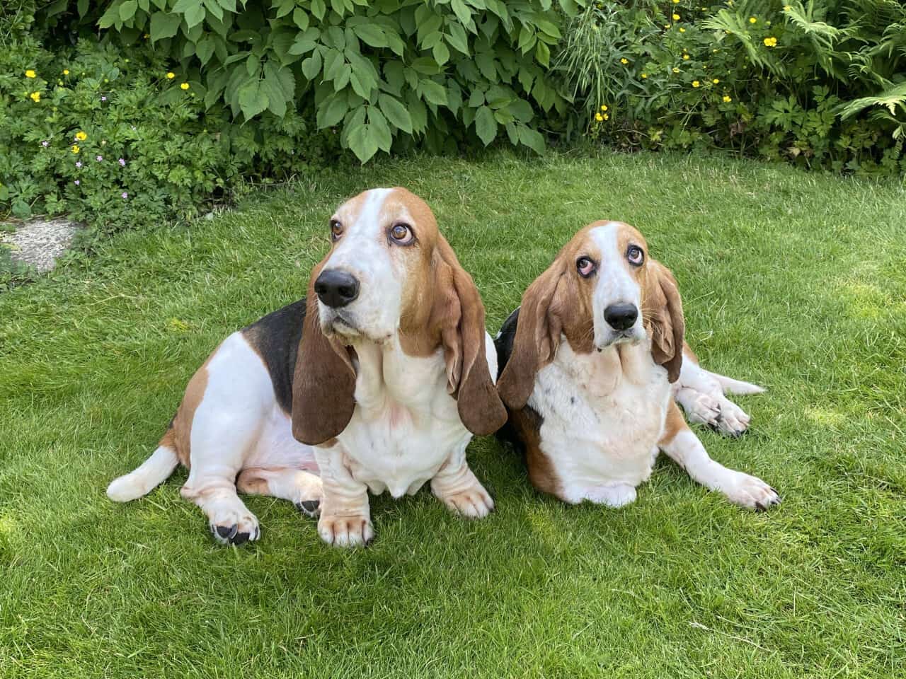 Applications closed Bella and Gordon looking for their forever home - BRNGB