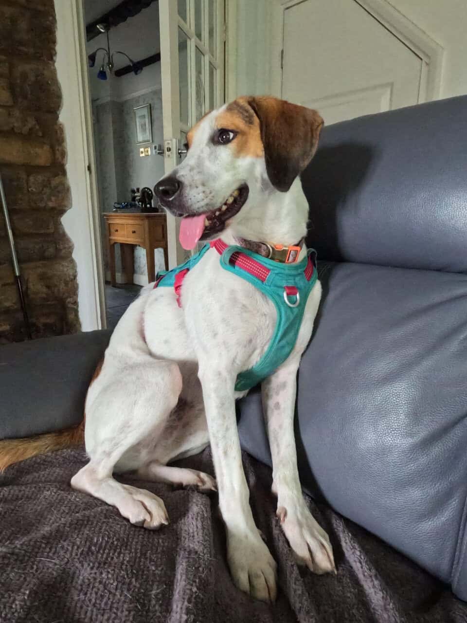 Scout (Still looking) - BRNGB