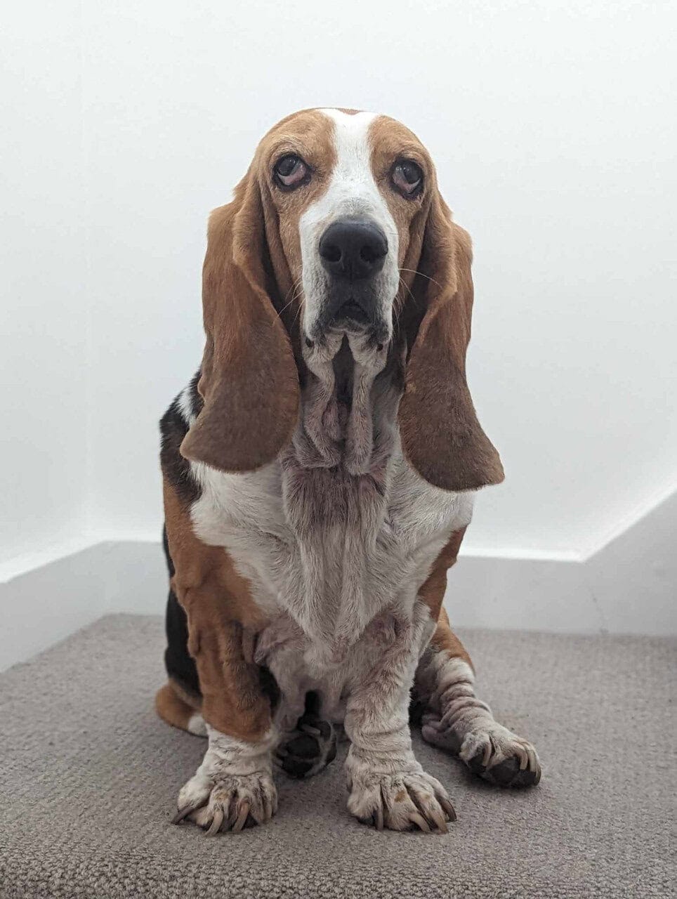 A week in the life of Foster Hound Dolly - BRNGB