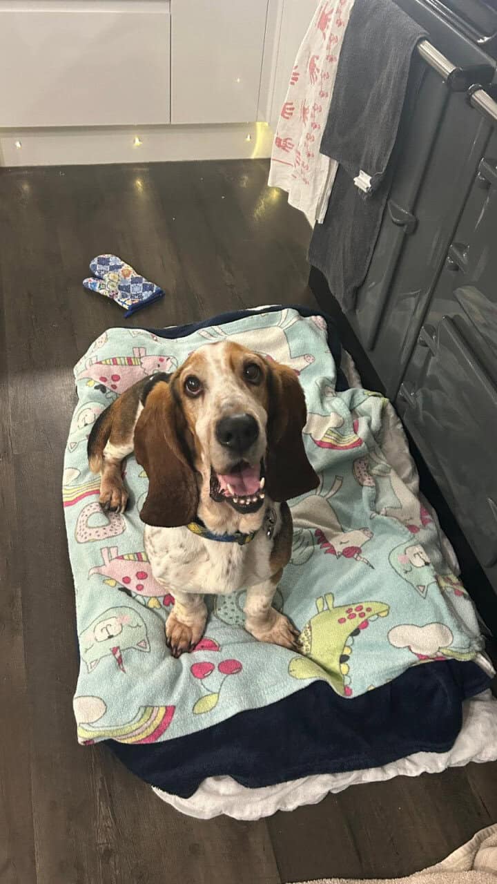 Please welcome Sherman and a wish list - BRNGB