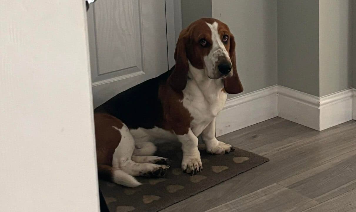 Please welcome Toby - BRNGB