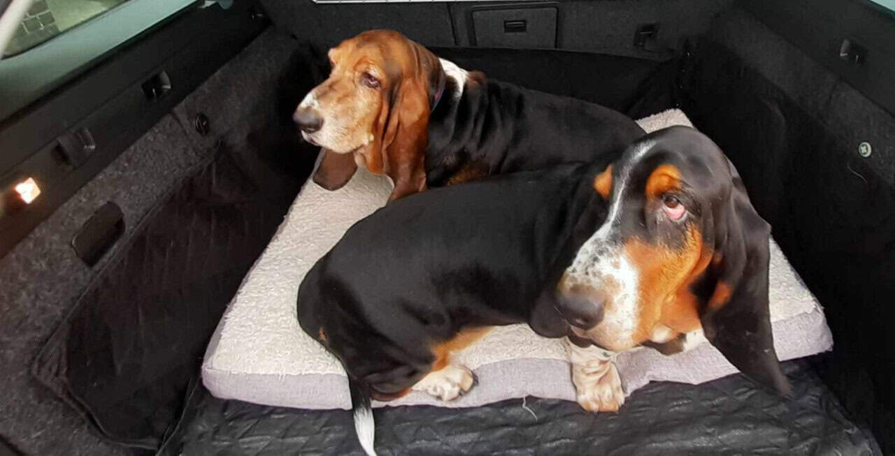 Please welcome Gus and Bear - BRNGB