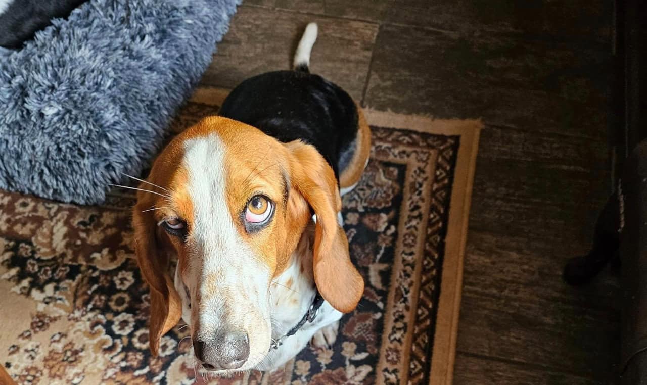 Please welcome Margo - BRNGB