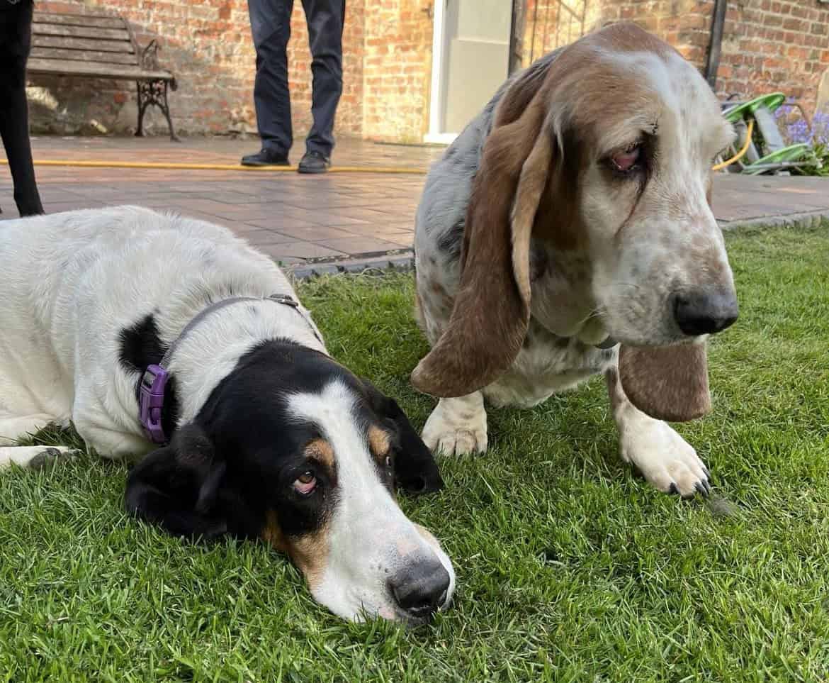 Dougal and Dolly - BRNGB