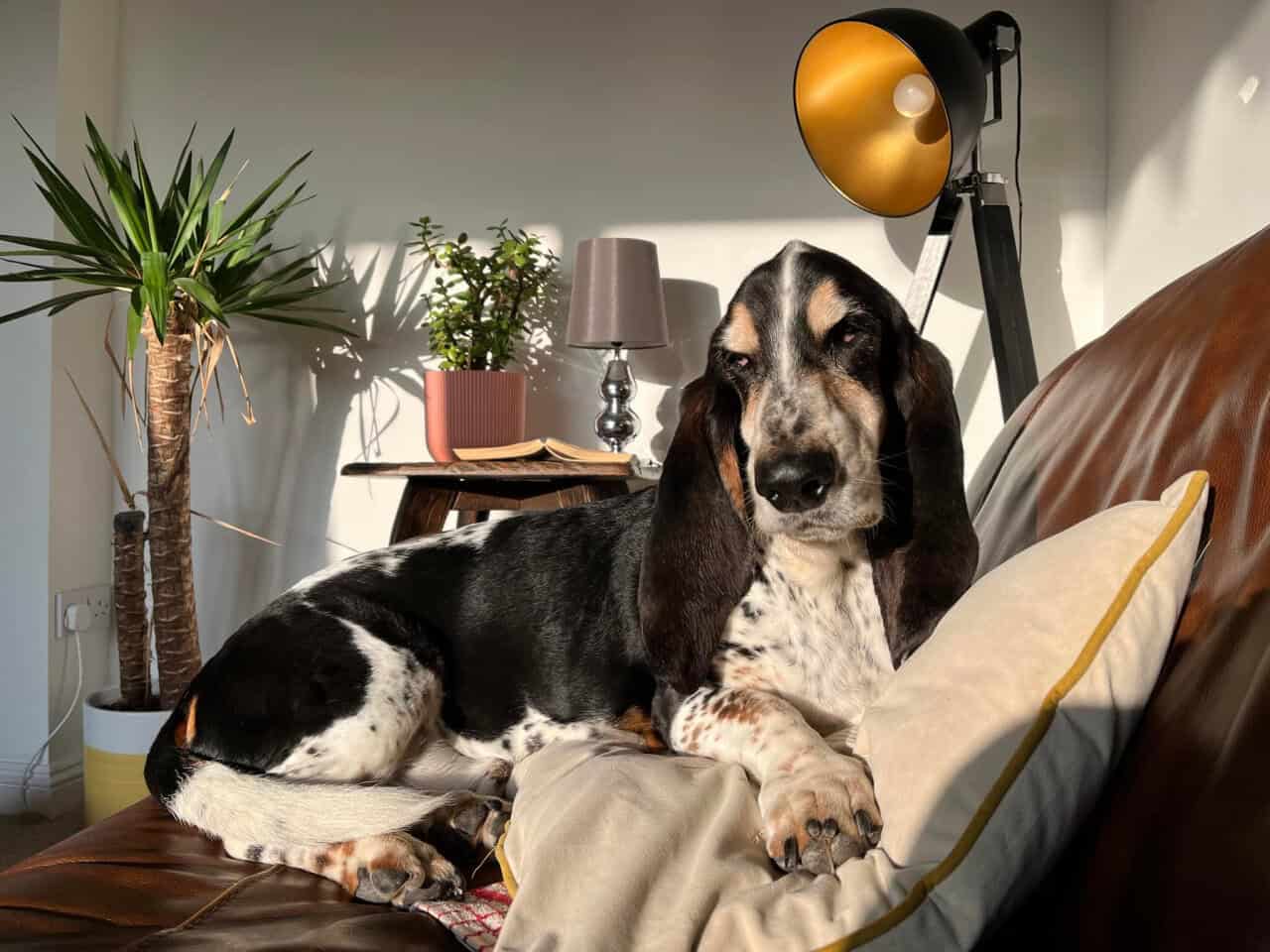 Fly high Humphrey, AKA Hound B - BRNGB
