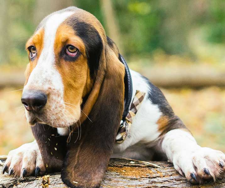 The Basset Rescue Network of Great Britain | BRNGB