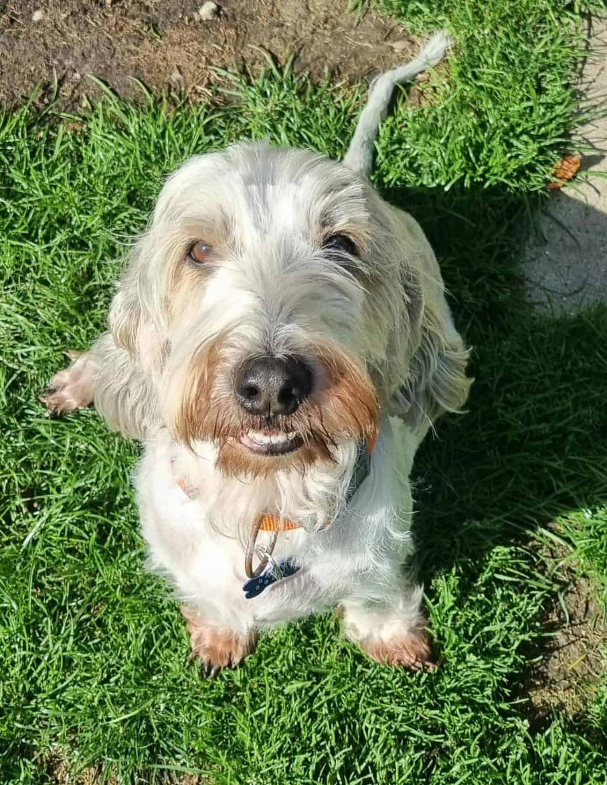 Please welcome Henry into the BRNGB family - BRNGB